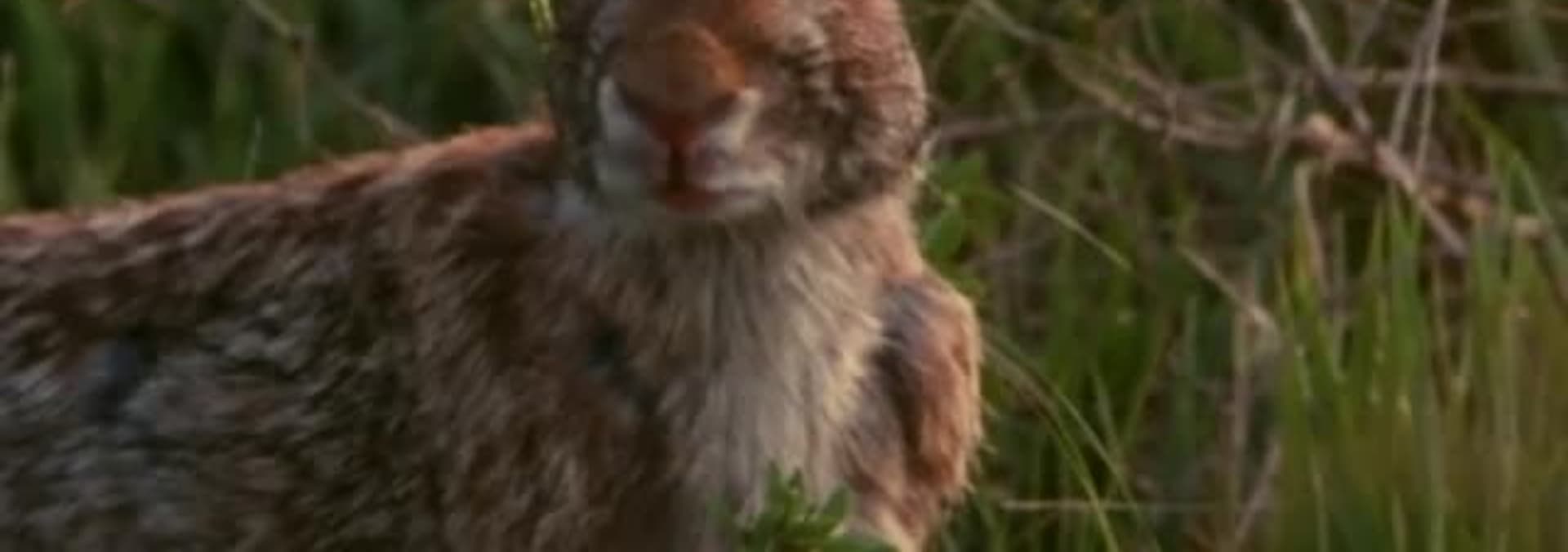 Watch Wild America S08:E805 - A Prairie Park? - Free TV Shows | Tubi