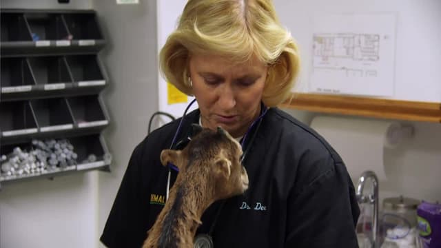 Watch Dr. Dee: Alaska Vet S02:E02 - On the Edge of Nowhere - Free TV ...
