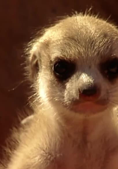 Watch Meerkat Manor S01:E11 - An Awfully Big Adventure - Free TV Shows ...