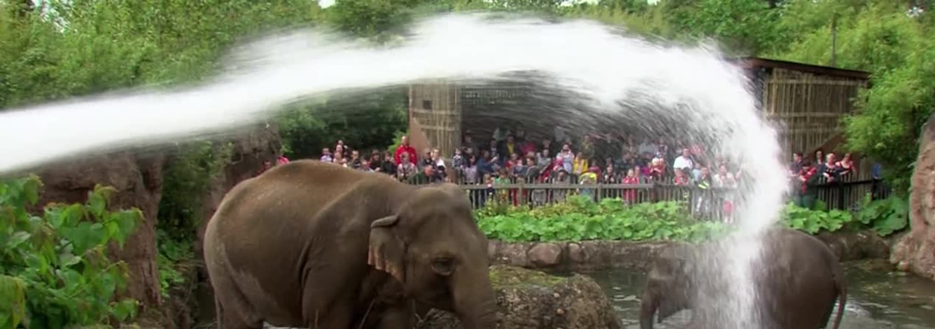 Watch The Zoo S04:E01 - Episode 1 - Free TV Shows | Tubi