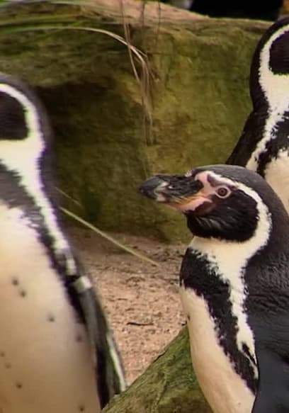 Watch The Zoo S02:E04 - Episode 4 - Free TV Shows | Tubi