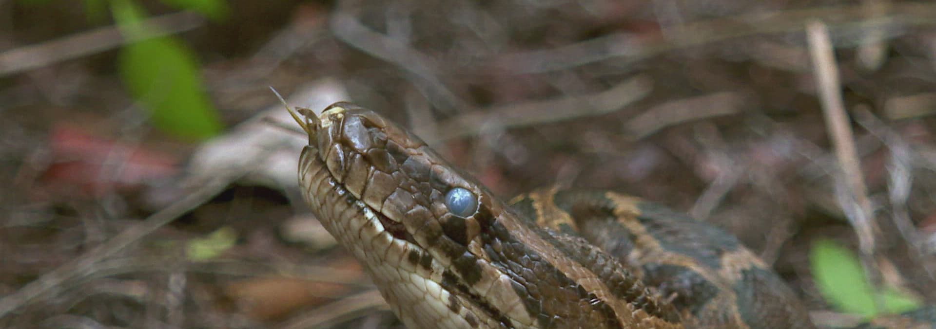 Watch Swamp People: Serpent Invasion S04:E04 - No Man's Land - Free TV ...