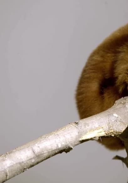 Watch The Big Feed S01:E04 - Green Cuisine - Free TV Shows | Tubi