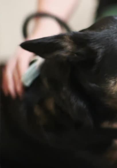 Watch The Highland Vet S01:E06 - Episode 6 - Free TV Shows | Tubi