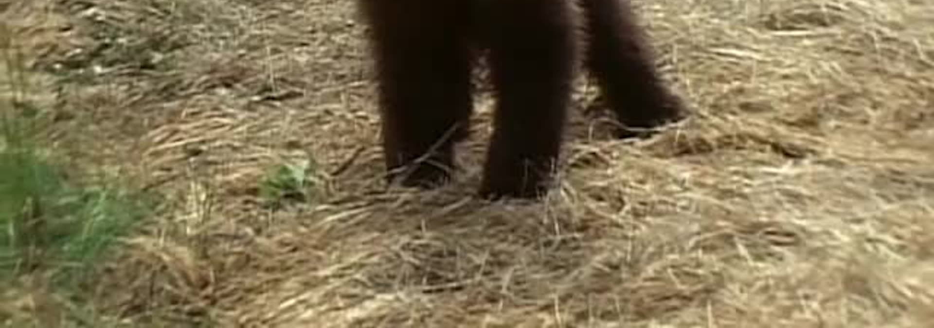 Watch Wild America S05:E509 - The Man Who Loved Bears (Pt. 2) - Free TV ...