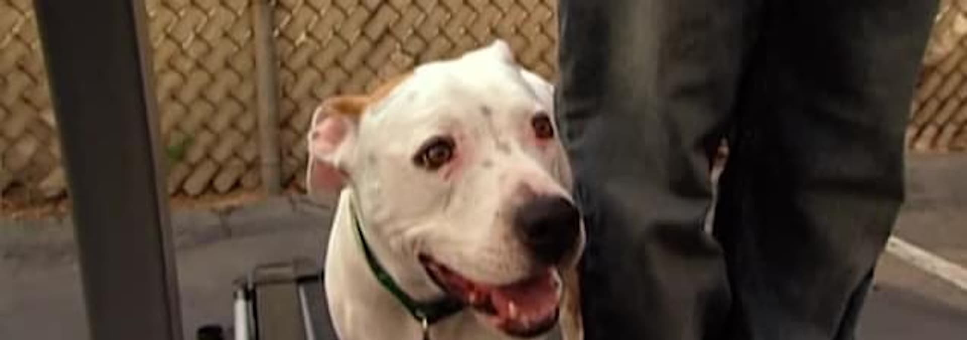 Watch Dog Whisperer with Cesar Millan S01:E11 - Emily - Free TV Shows ...