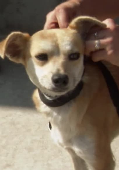 Watch Dog Whisperer with Cesar Millan S03:E17 - Saving Cesar - Free TV ...