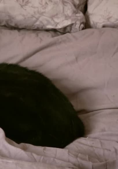 Watch Embarrassing Pets S01:E14 - Episode 14 - Free TV Shows | Tubi