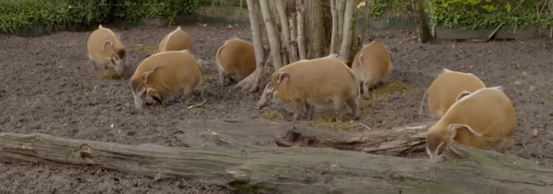 Watch The Zoo S07:E05 - Episode 5 - Free TV Shows | Tubi