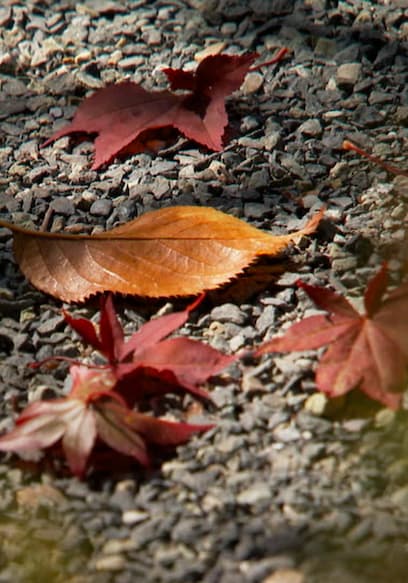 Watch Recreating Eden S05:E02 - Finding Kishida - Free TV Shows | Tubi