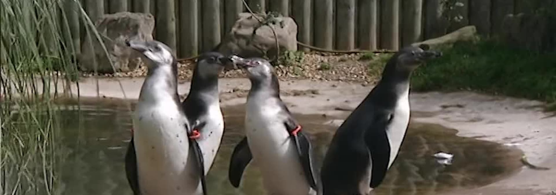 Watch Zoo Days S01:E13 - Episode 13 - Free TV Shows | Tubi