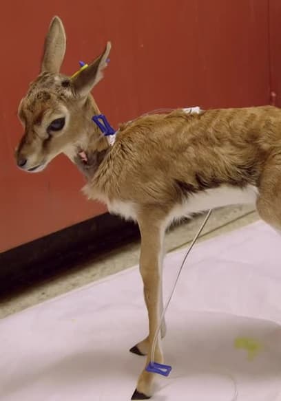 Watch The Zoo S01:E02 - Handle With Care - Free TV Shows | Tubi
