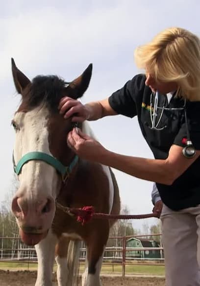 Watch Dr. Dee: Alaska Vet S01:E04 - Raging Horse - Free TV Shows | Tubi