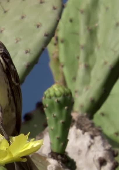 Watch Galapagos S01:E02 - The Islands That Changed the World - Free TV ...