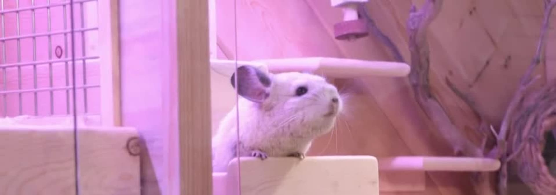 Watch Animal Cribs S02:E02 - Chinchilla Chill Pad - Free TV Shows | Tubi