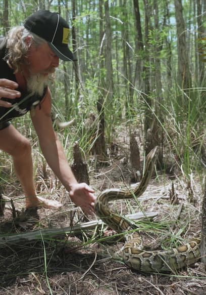 Watch Swamp People: Serpent Invasion S04:E07 - Python Palace - Free TV Shows | Tubi