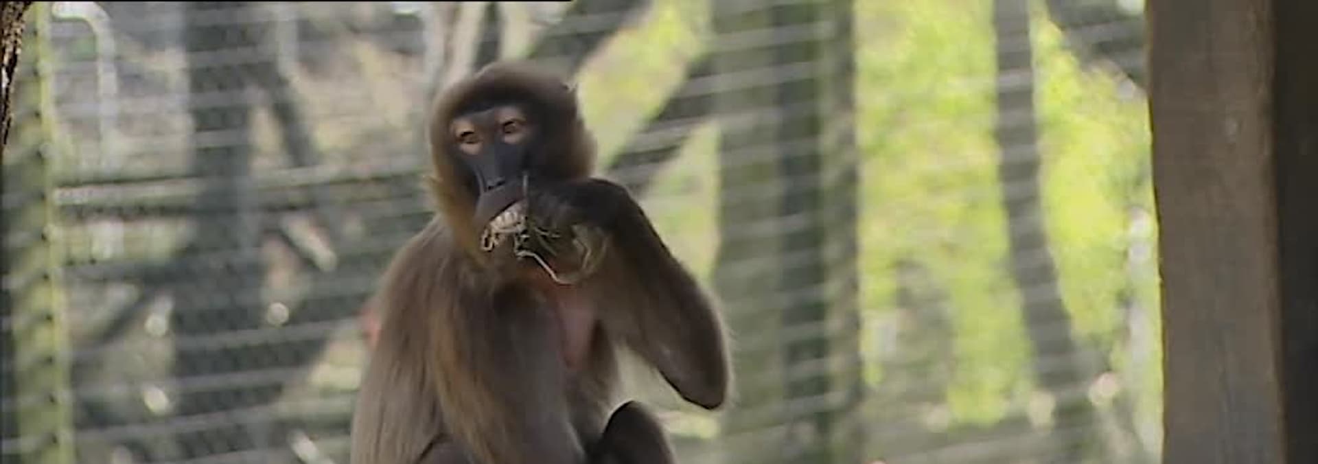 Watch Zoo Days S04:E19 - Episode 19 - Free TV Shows | Tubi