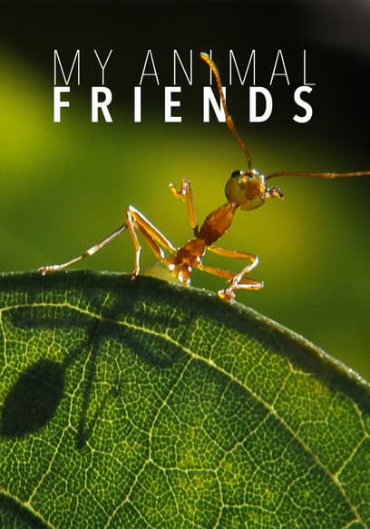 Watch My Animal Friends - Free TV Shows | Tubi