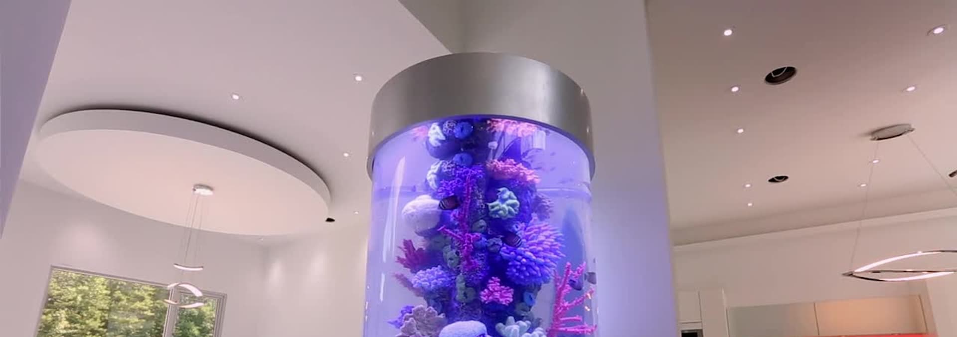 Watch Tanked S11:E01 - Fish Flop Hip Hop - Free TV Shows | Tubi