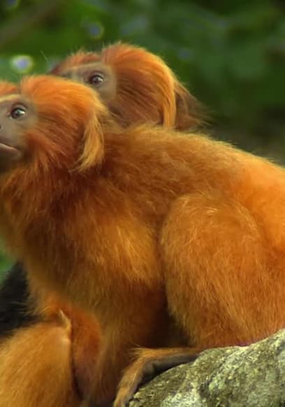 Watch The Zoo S05:E09 - Episode 9 - Free TV Shows | Tubi