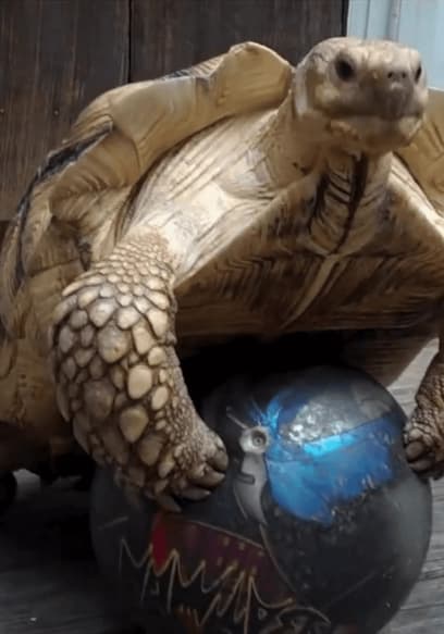 Watch Animals Unleashed S01:E03 - Chew Toy Story 2 - Free TV Shows | Tubi
