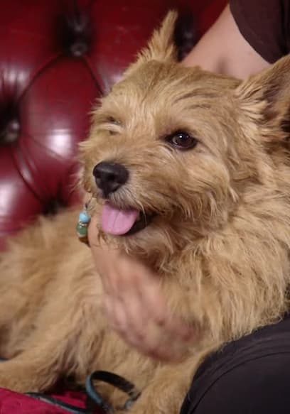 Watch Embarrassing Pets S01:E13 - Episode 13 - Free TV Shows | Tubi