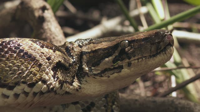 Watch Swamp People: Serpent Invasion S04:E06 - Path of Destruction ...