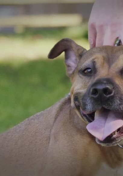 Watch Pit Bulls & Parolees S13:E09 - The Pitz Carlton - Free TV Shows ...