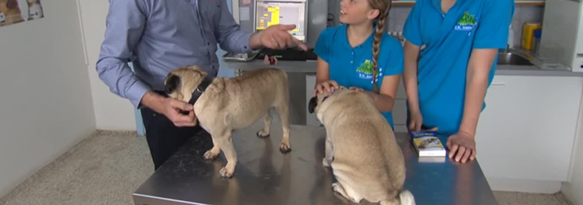 Watch All About Animals S03:E01 - Polo, Puppy Training, and Bundy's ...