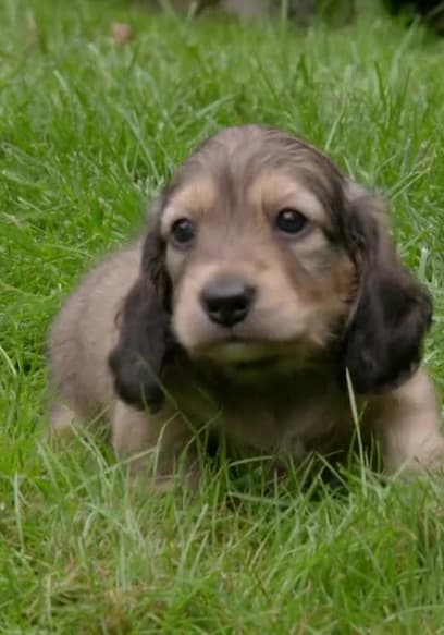 Watch Too Cute! S06:E03 - Super Pups: Pint-Sized - Free TV Shows | Tubi