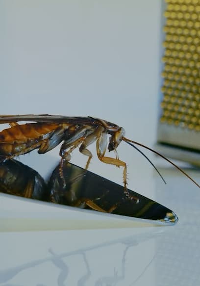 Watch Planet Insect S01:E01 - Part One: Small Creatures, Big Lives ...