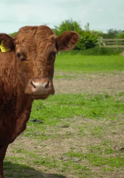 Watch Embarrassing Pets S01:E08 - Episode 8 - Free TV Shows | Tubi