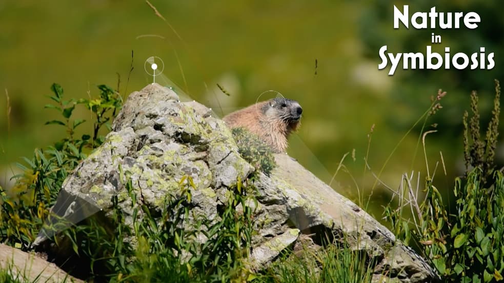 Watch Nature in Symbiosis - Free TV Shows | Tubi