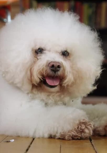 Watch Embarrassing Pets S01:E02 - Episode 2 - Free TV Shows | Tubi