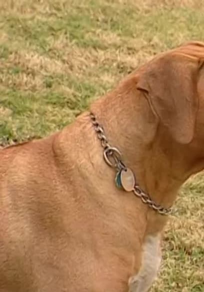 Watch Breed All About It S04:E13 - Rhodesian Ridgeback - Free TV Shows ...