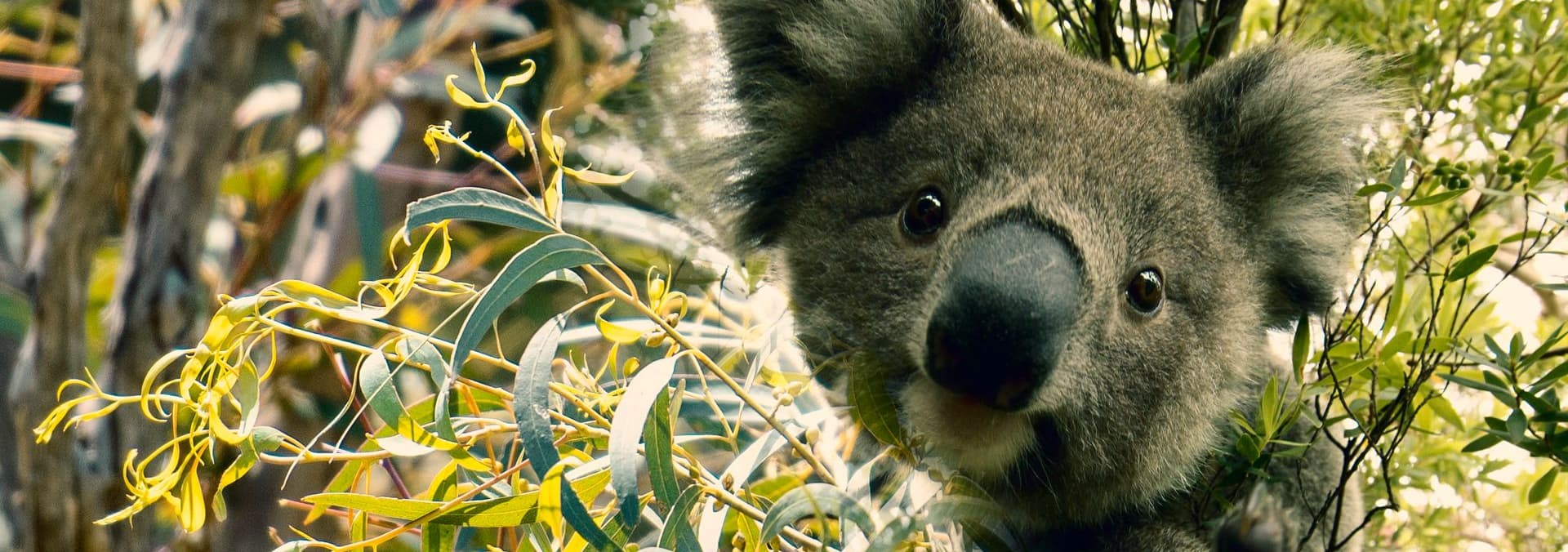 Watch Meet the Marsupials (2020) - Free Movies | Tubi