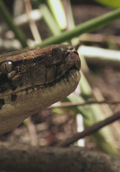 Watch Swamp People: Serpent Invasion S04:E06 - Path of Destruction ...