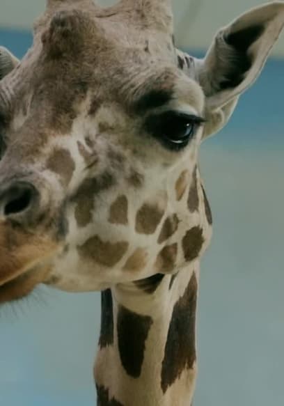 Watch The Zoo S01:E08 - Back to Africa - Free TV Shows | Tubi