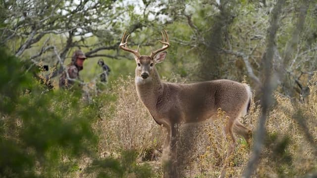 Watch Rough Cuts with Steven Rinella S01:E06 - Texas Whitetail - Free ...