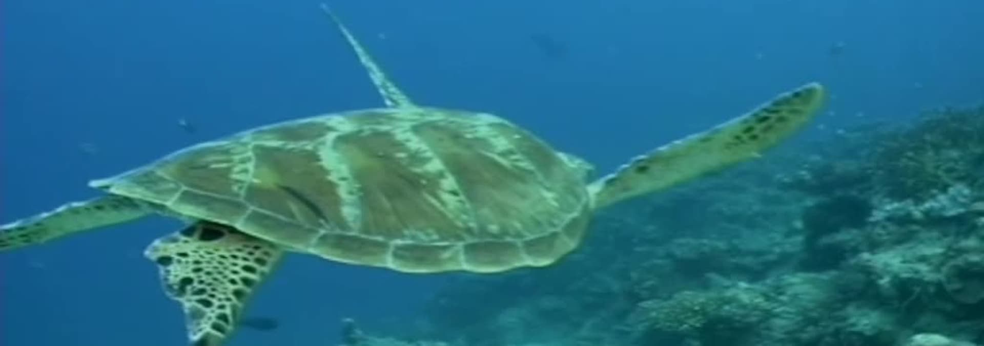 Watch Ingenio Natural S01:E07 - Barcos, Aletas Y Trajes De Baño - Free ...