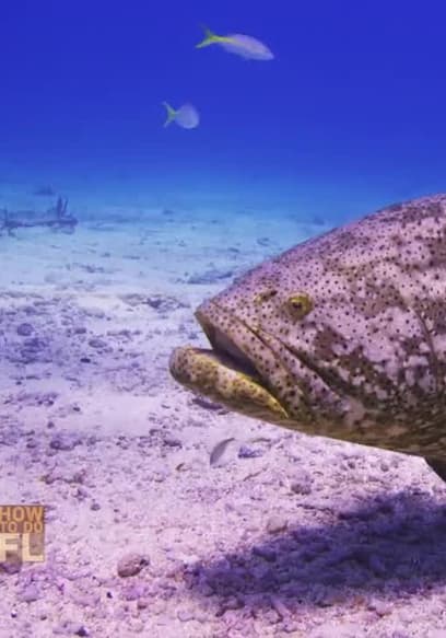 Watch How to Do Florida S04:E09 - How to Do Goliath Grouper and Coral ...