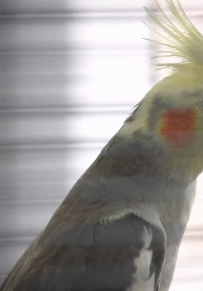 Watch Embarrassing Pets S01:E03 - Episode 3 - Free TV Shows | Tubi