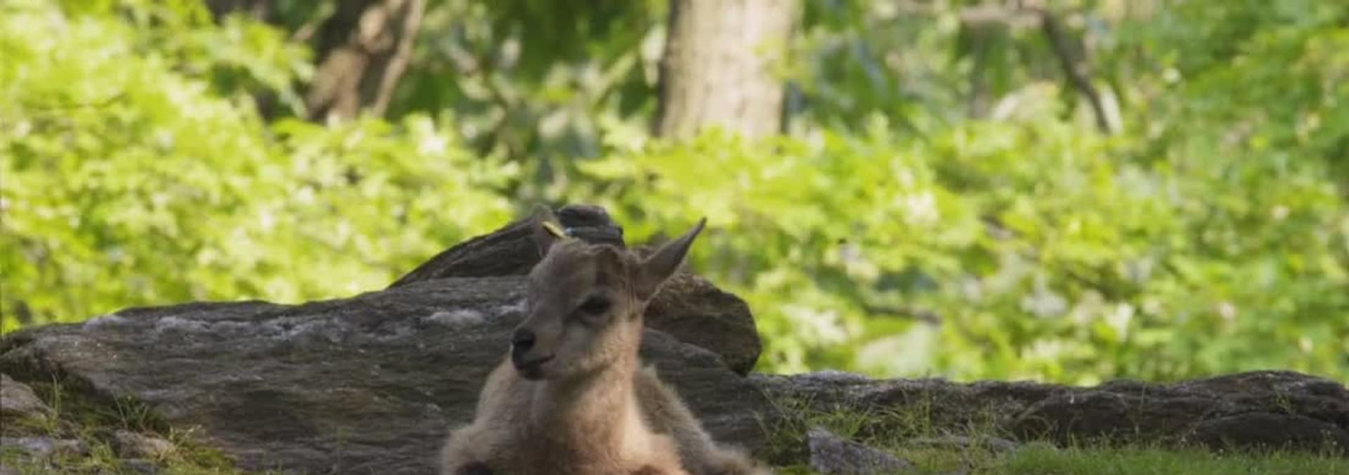 Watch The Zoo S03:E03 - Andre the Baby Goat - Free TV Shows | Tubi