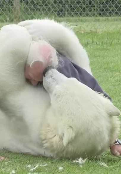 Watch Preposterous Pets S01:E01 - Lions, Bison and Bears! - Free TV ...