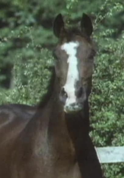 Watch Incredible but True? S04:E05 - Vanishings!: Champion Racehorse ...