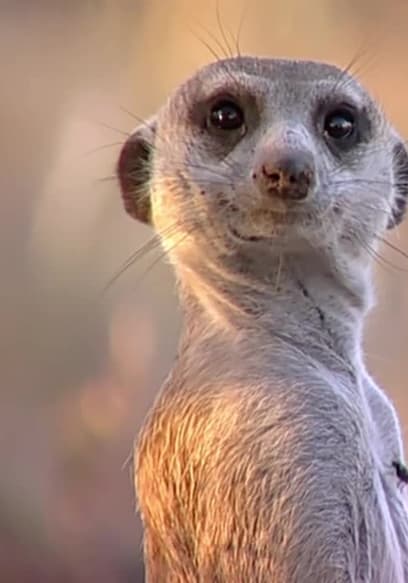 Watch Meerkat Manor S01:E07 - Divided Loyalties - Free TV Shows | Tubi
