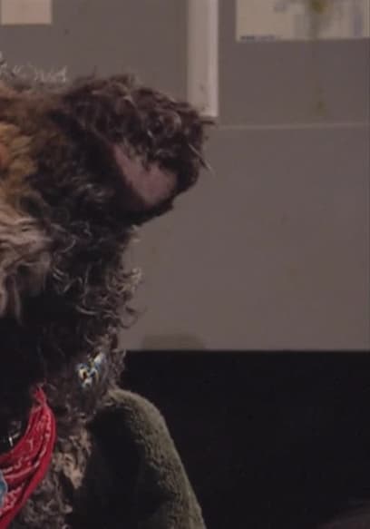 Watch Puppets Who Kill S01:E09 - Rocko Gets a Lung - Free TV Shows | Tubi