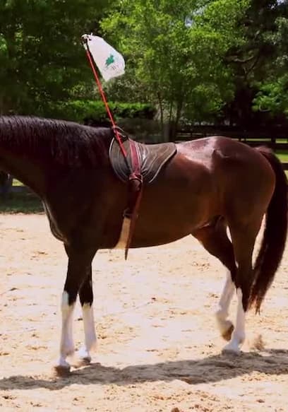 Watch The Horse Tamer with Pat Parelli S01:E07 - Mary & Milo - Free TV ...