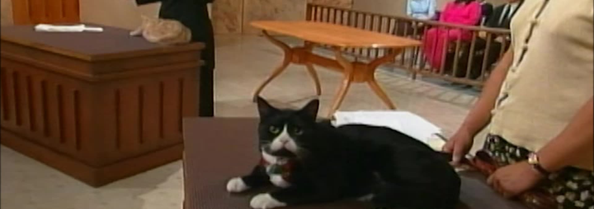Watch Judge Wapner’s Animal Court S02:E16 - Cat Eyes / Akita Knee ...