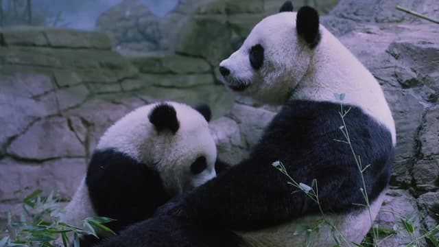 Watch The Big Feed S01:E02 - Cycle of Life - Free TV Shows | Tubi